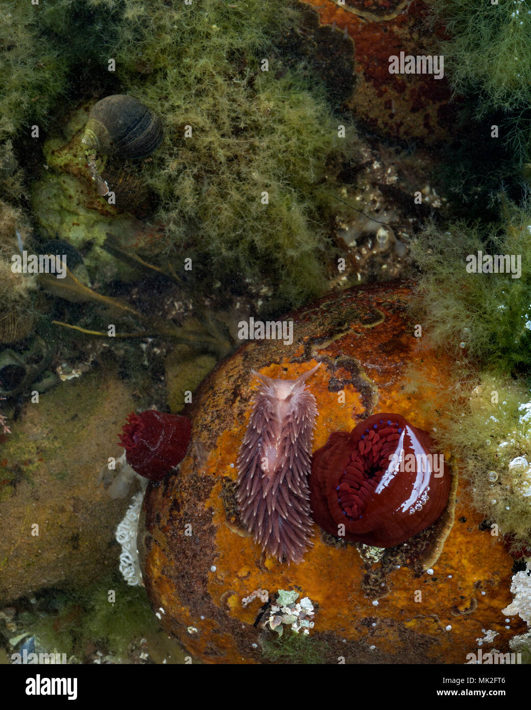 Common Grey Sea Slug (Aeolidia Papillosa), or Sea Mouse amongst sea ...