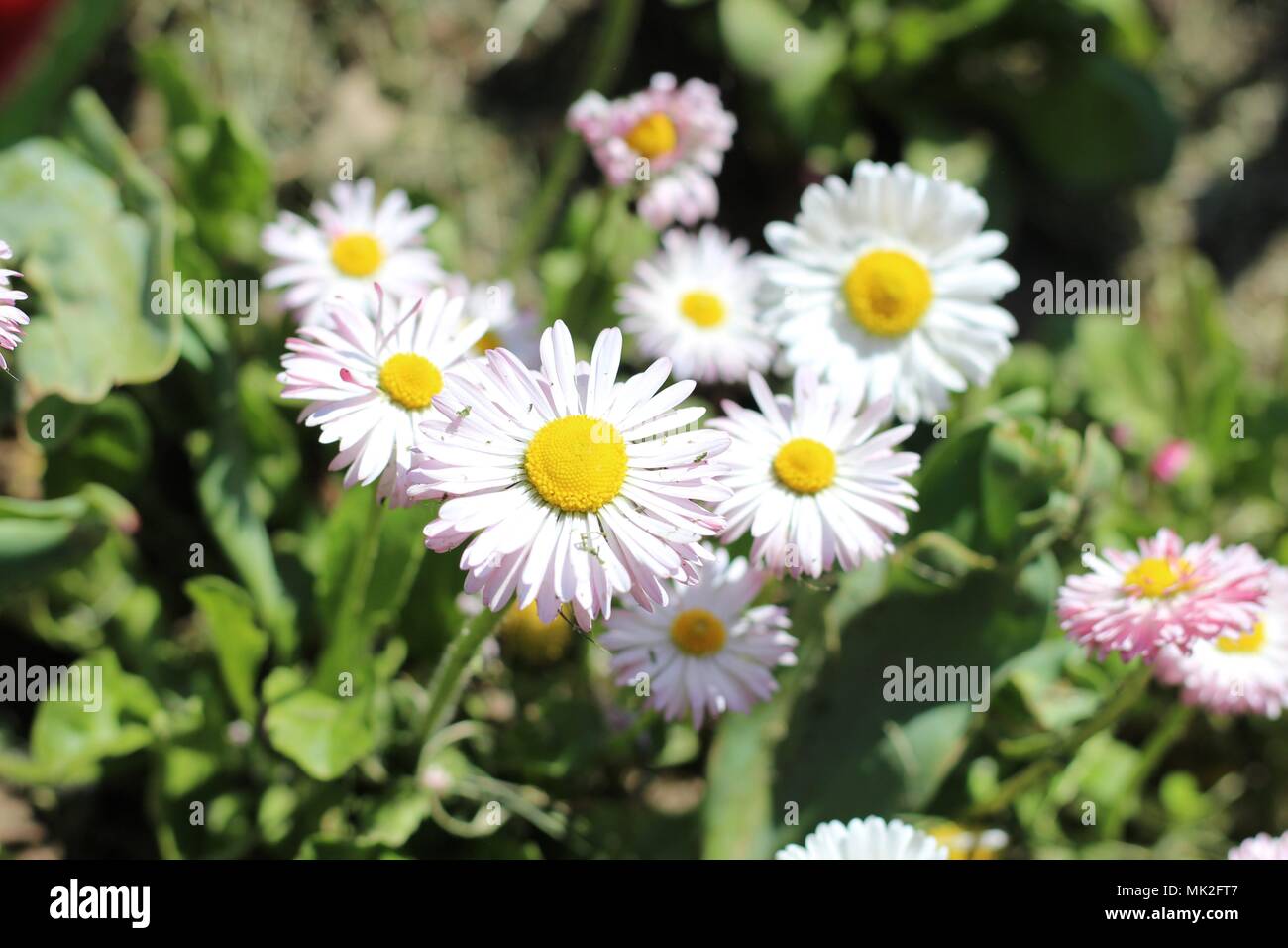 how the earth wakes up after long and cold winter. showing our mother ...