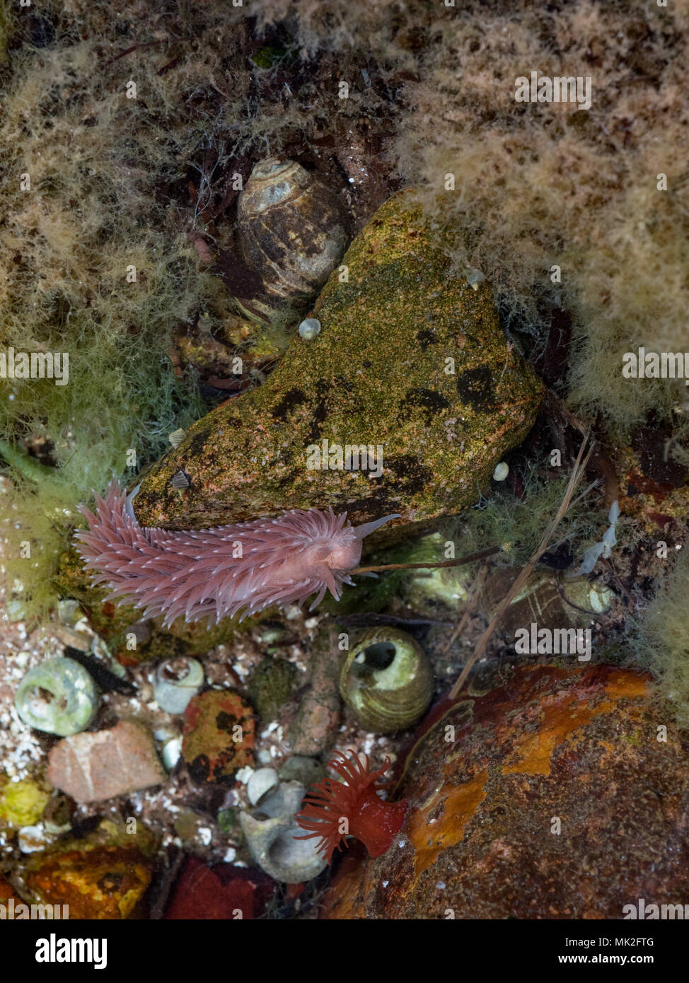 Maritime grey zone hi-res stock photography and images - Alamy