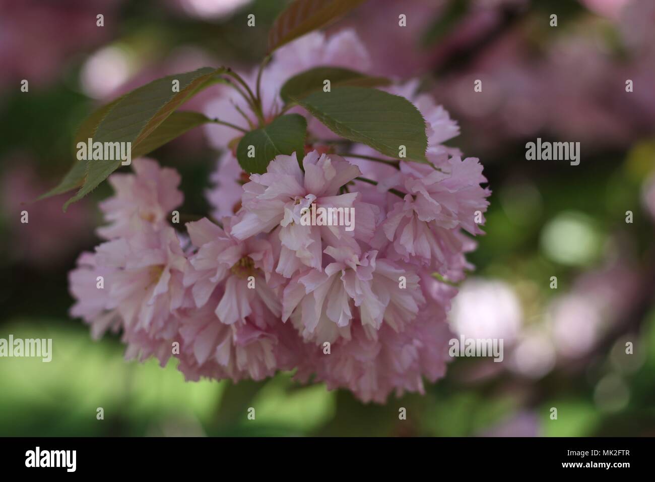 Springart hi-res stock photography and images - Alamy