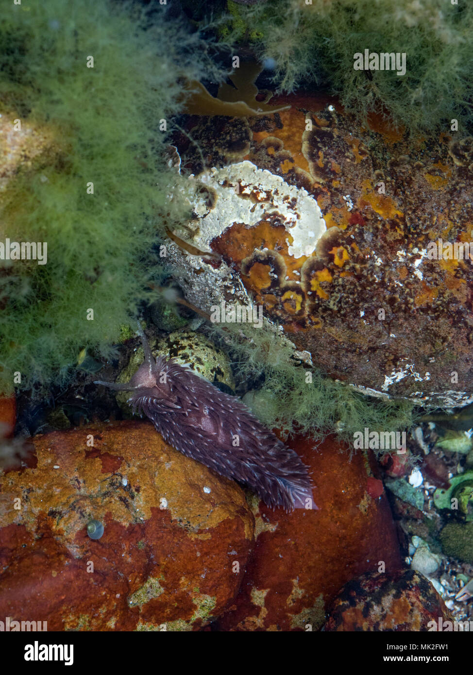 Common Grey Sea Slug (Aeolidia Papillosa), or Sea Mouse amongst sea ...
