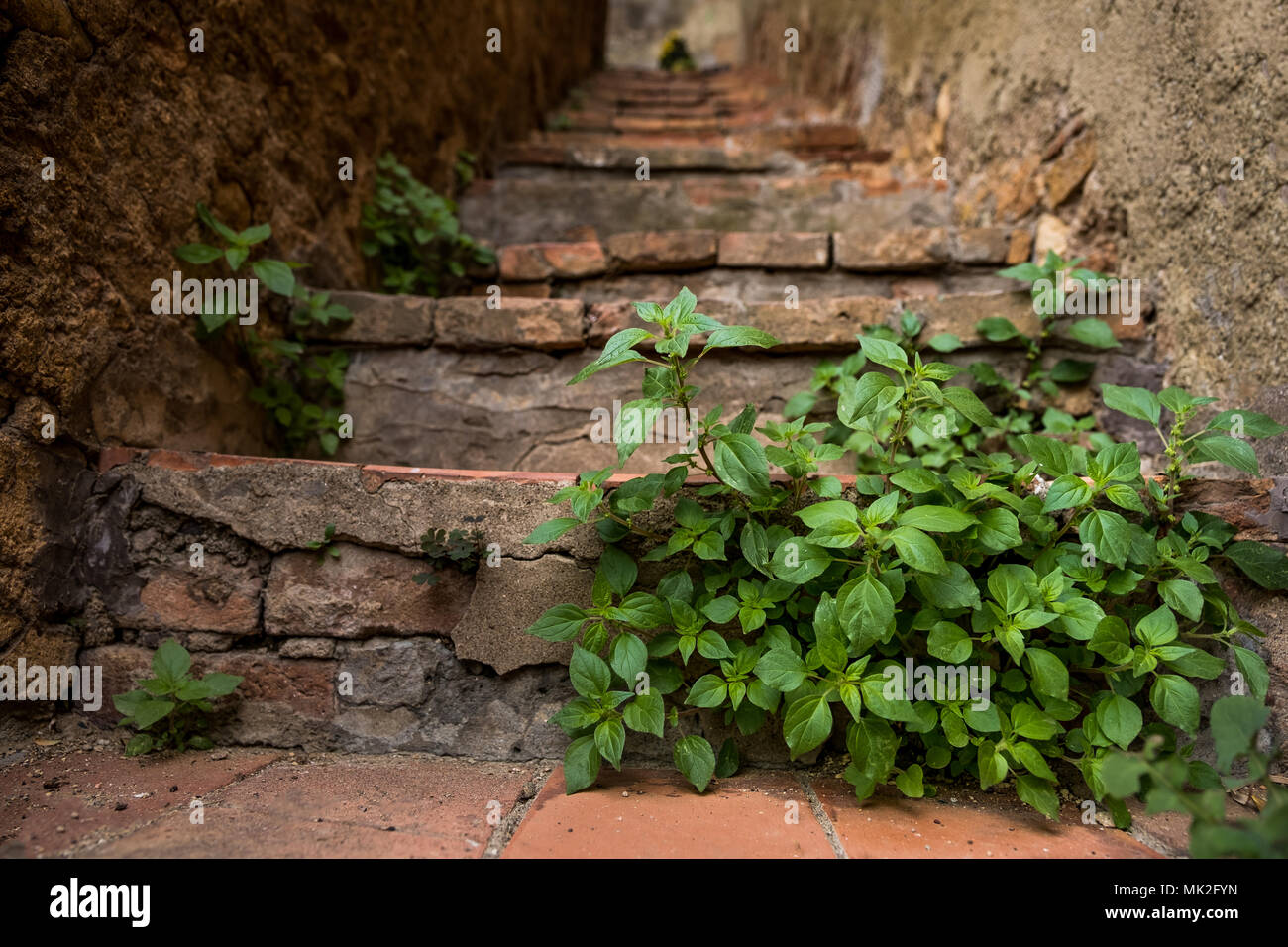 Bibbona, Leghorn, Italy - April 2018 the medieval village of Bibbona in ...