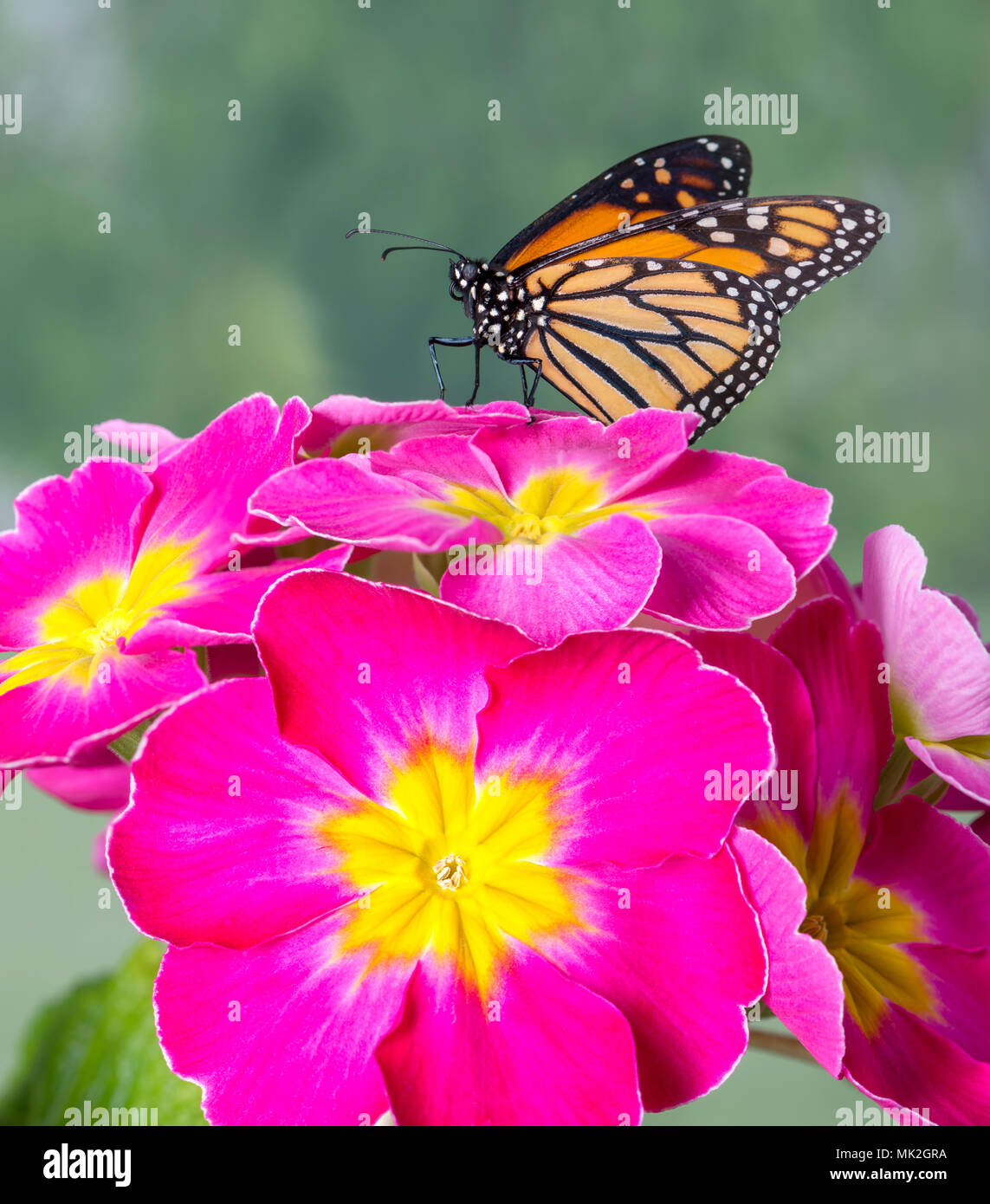 Real Pink Butterflies On Flowers