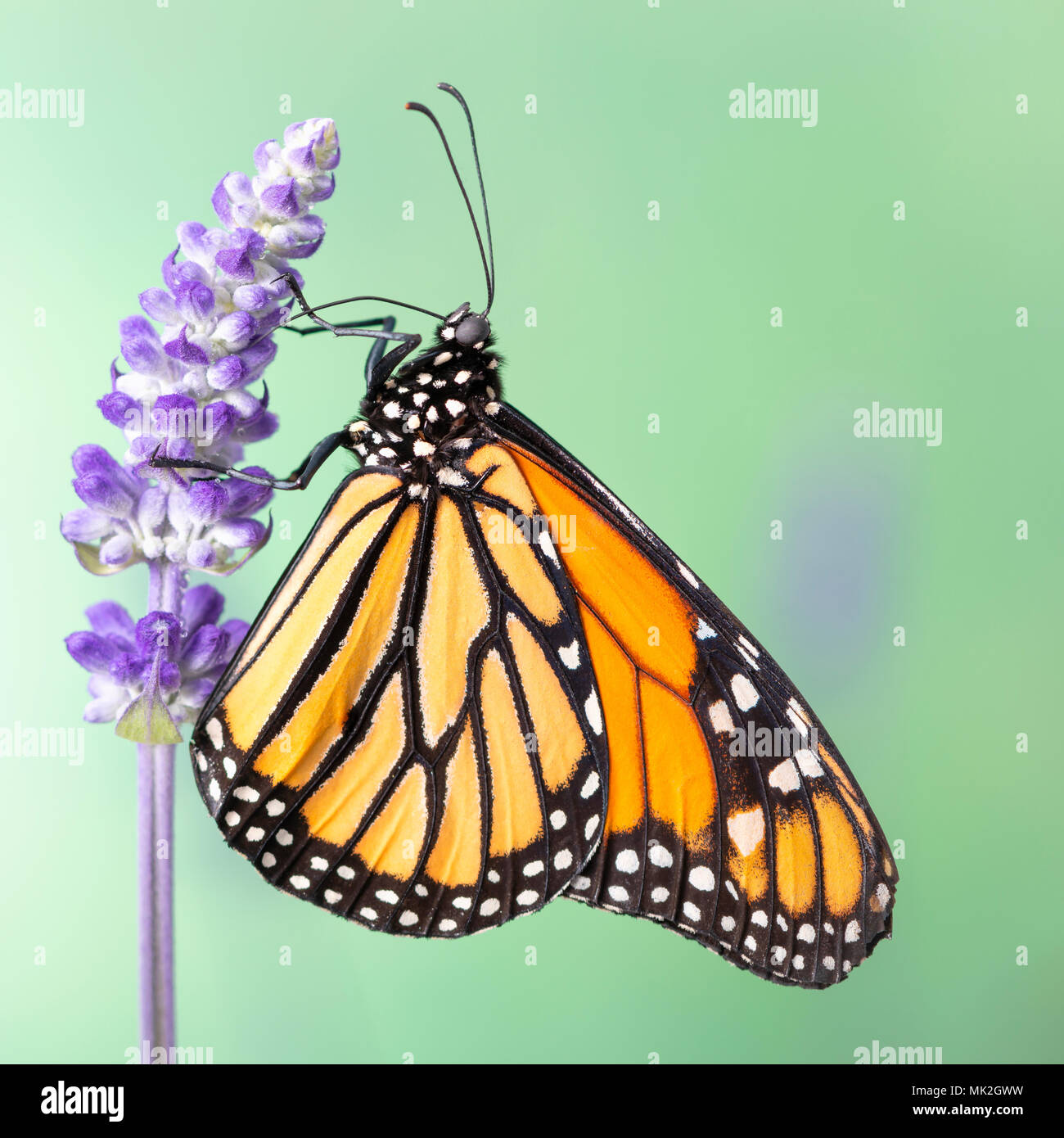 Purple monarch butterfly hi-res stock photography and images - Alamy