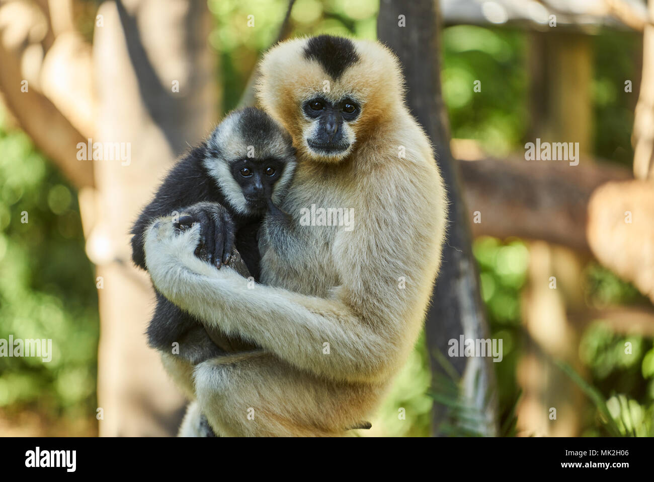 Yellow Cheeked Gibbon