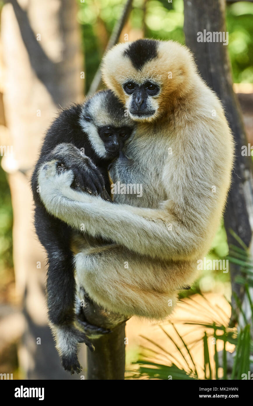 Golden cheeked gibbon hi-res stock photography and images - Alamy
