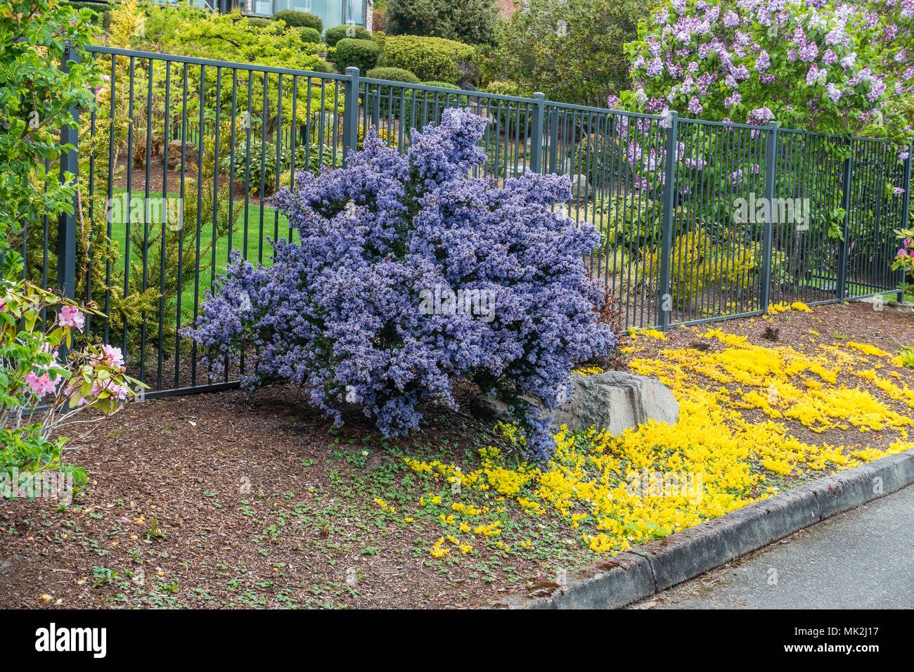 California lilac hi-res stock photography and images - Alamy