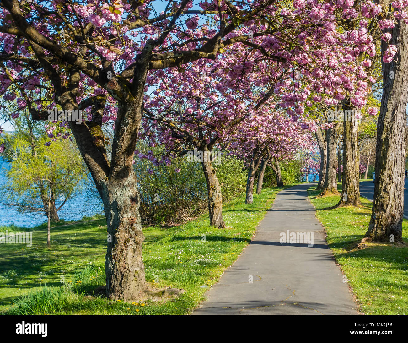 Cherry Trees in full bloom line the shore of Lake Washington in Seattle ...