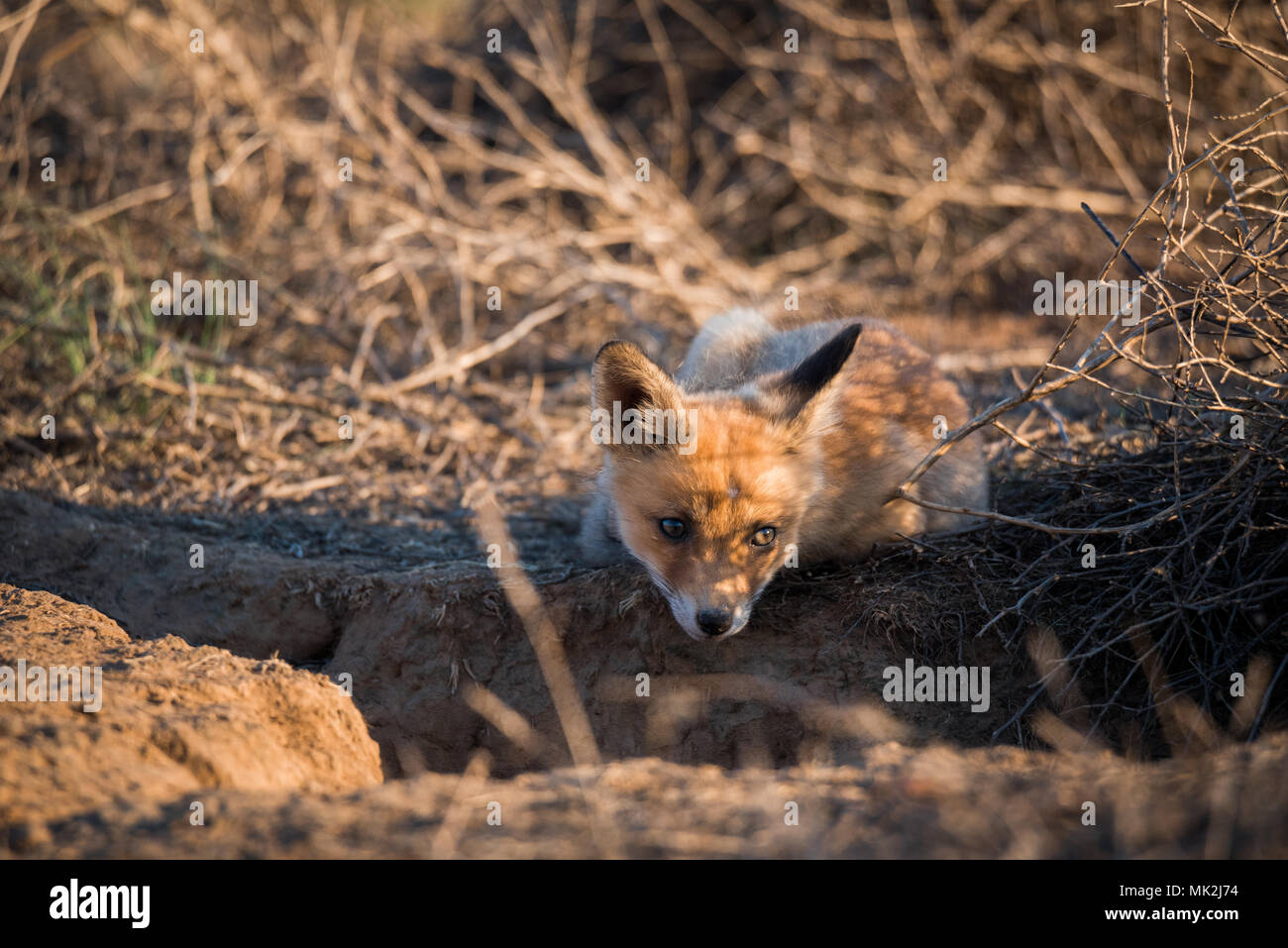 Fox tree hole hi-res stock photography and images - Alamy