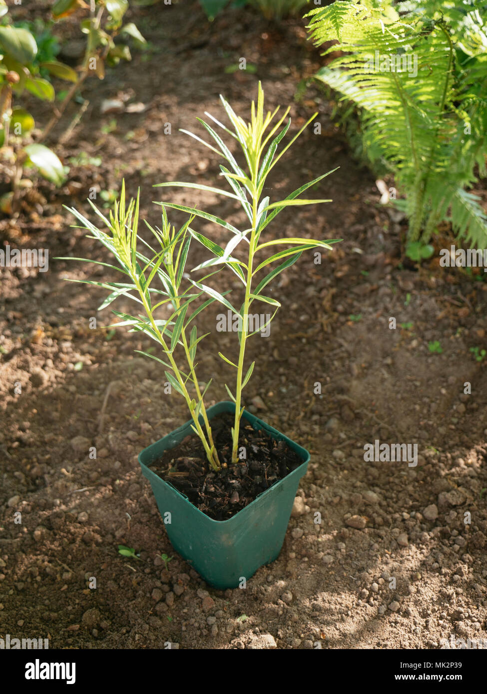 Hubricht's bluestar (Amsonia hubrichtii) in a pot to be planted in a ...