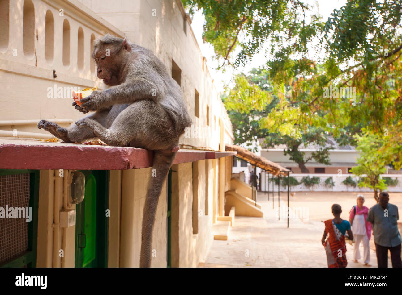 Arunachala, Tiruvannamalai / Tamil Nadu / India, January 22, 2018 ...