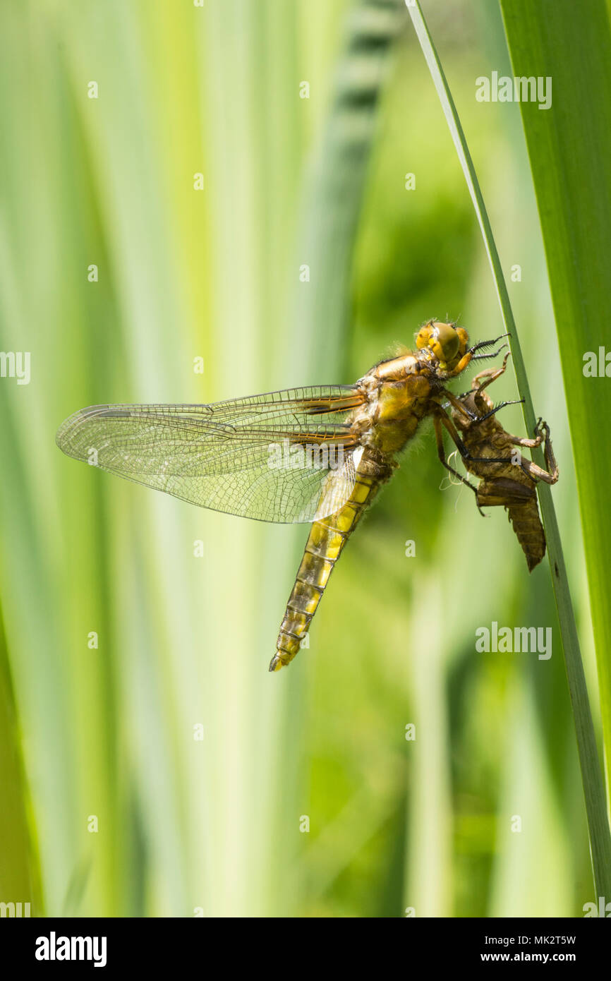 Dragonfly emerging from exuvia hi-res stock photography and images - Alamy