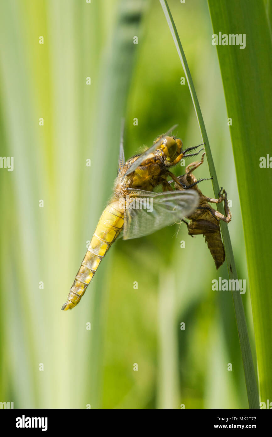 Dragonfly Emergence Sequence High Resolution Stock Photography and ...
