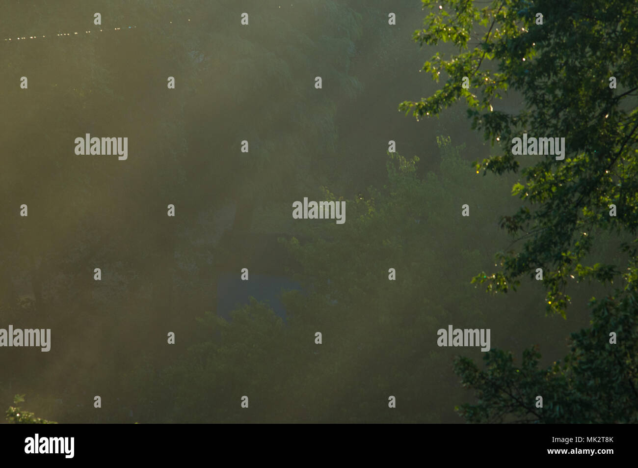 volumetric sunlight, morning fog and trees with green foliage Stock ...