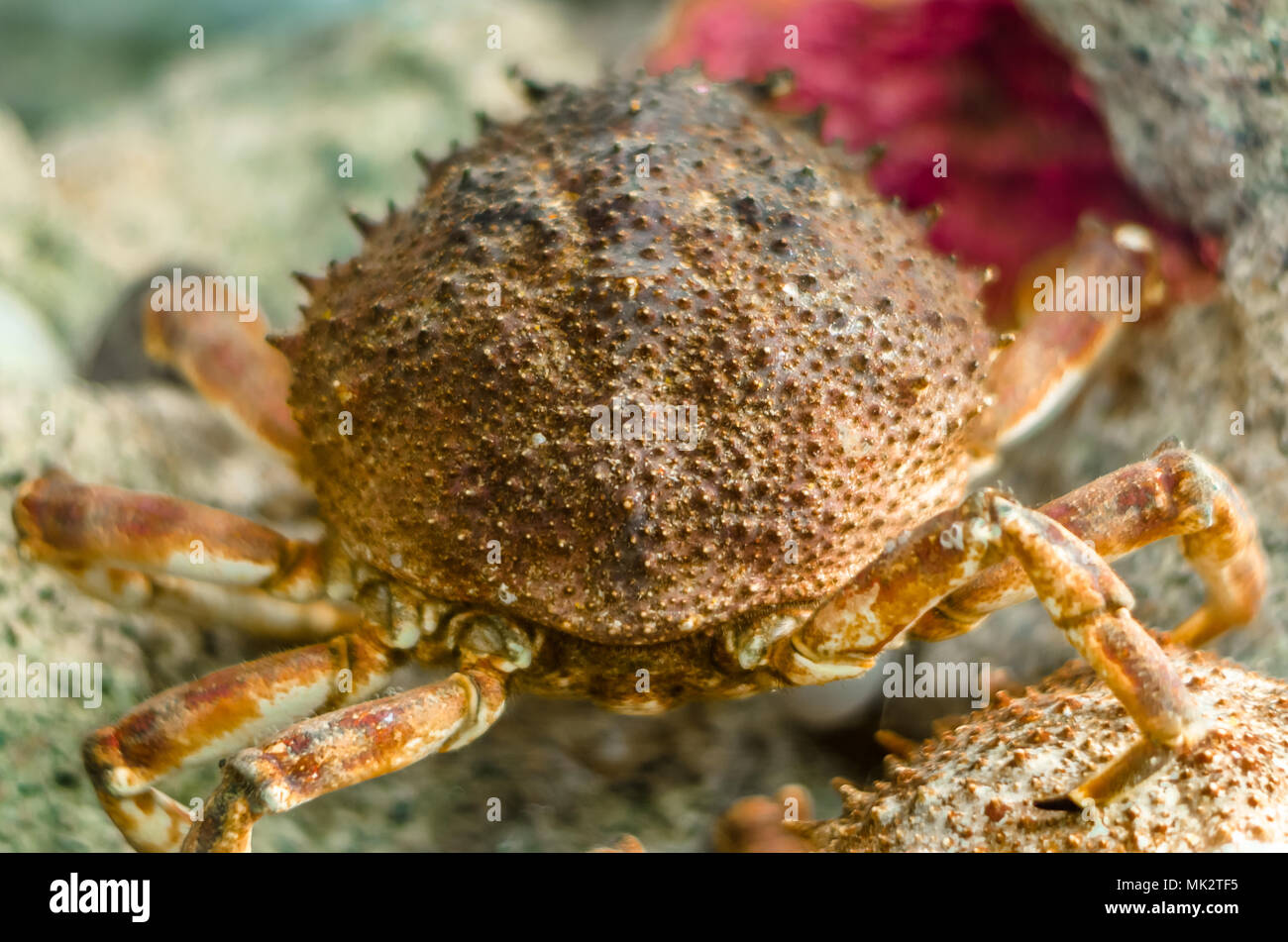Fresh seafood in a fish tank, ready to be cooked Stock Photo - Alamy