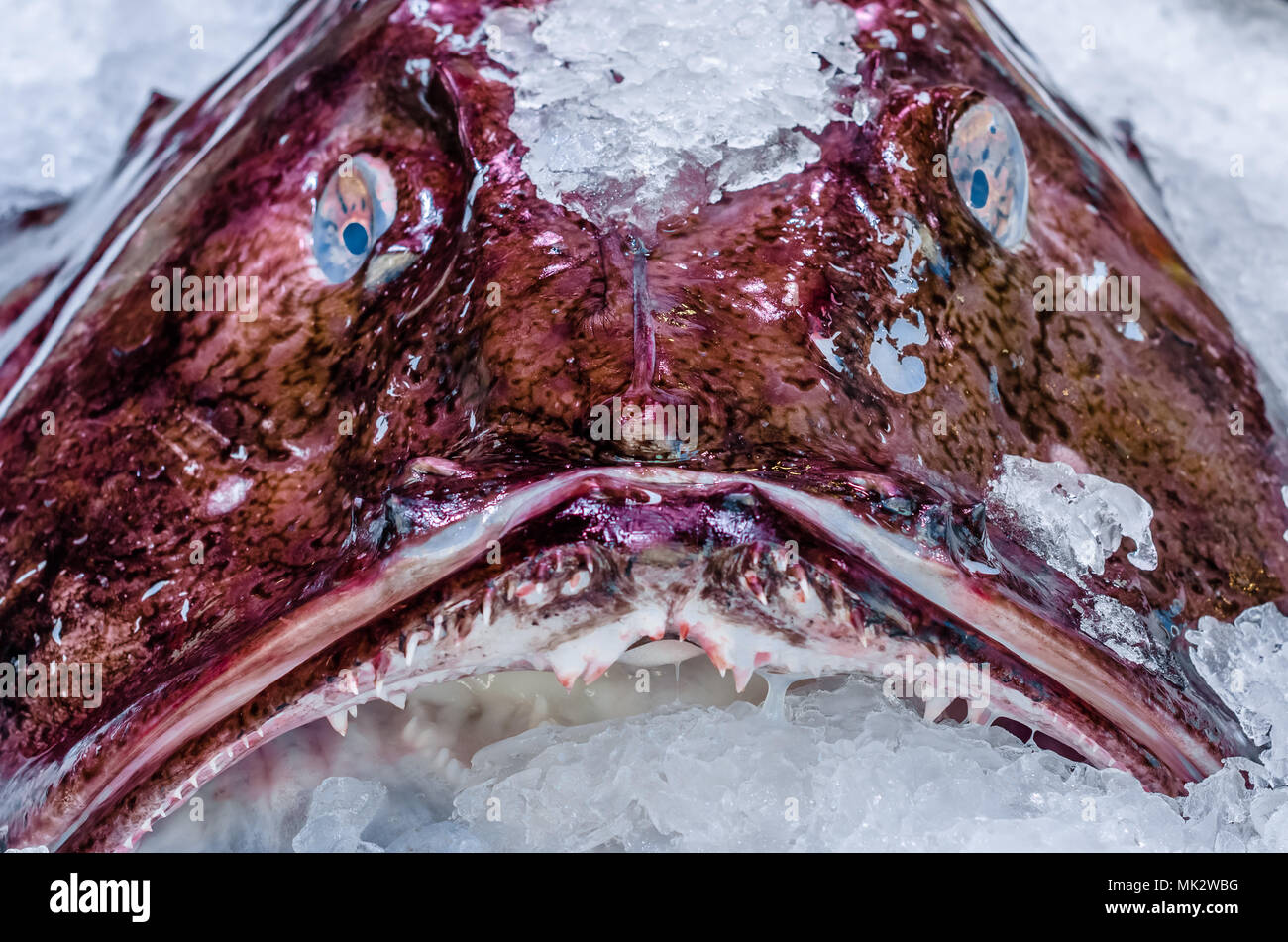 Goosefish in sea hi-res stock photography and images - Alamy