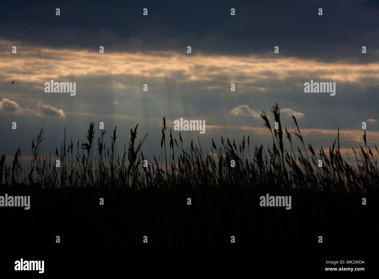 Reeds in reedbed at Minsmere Nature reserve, Suffolk, England, UK Stock ...