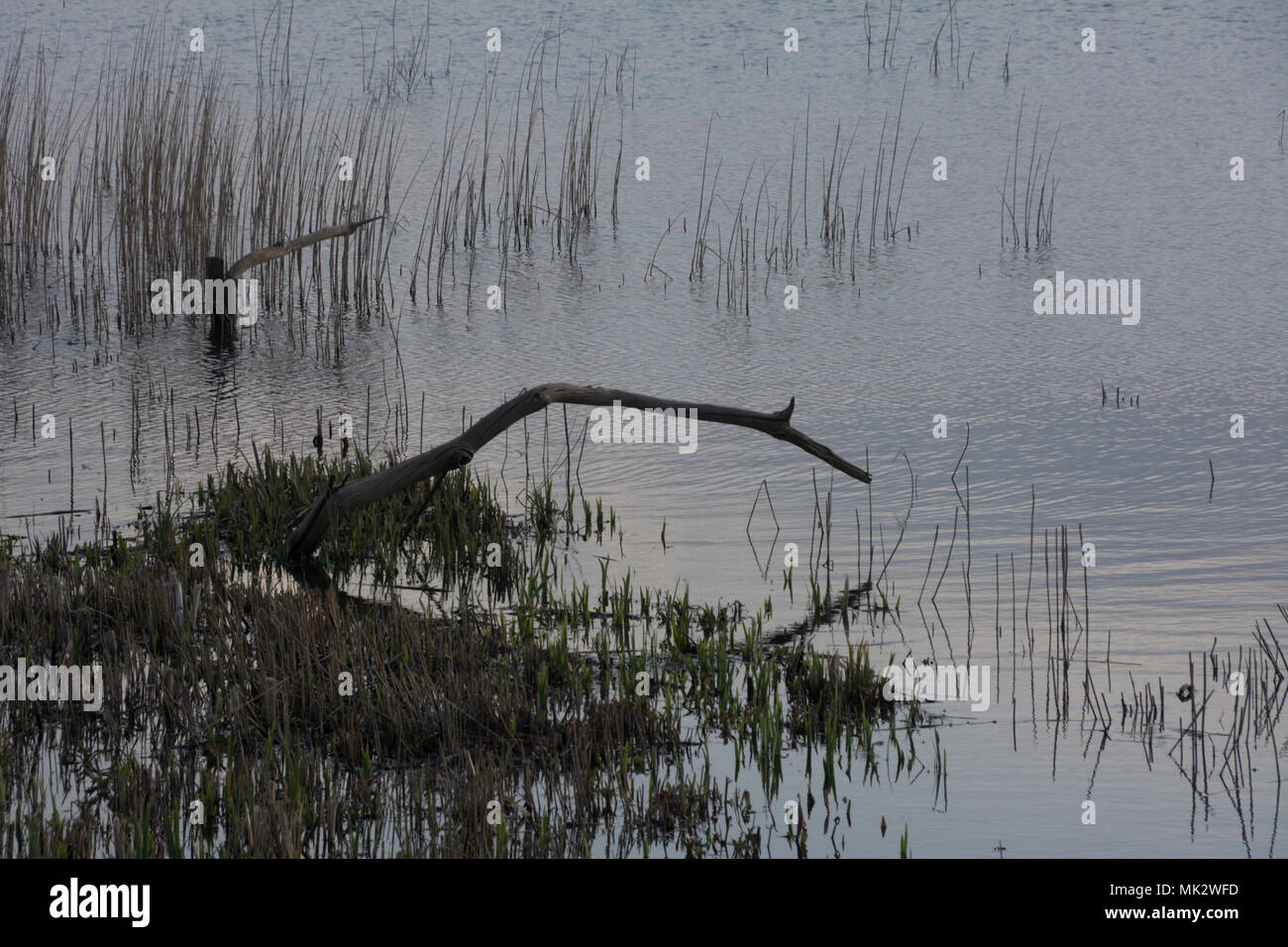 Dead branches and reeds in a lagoon, Minsmere Nature Reserve, Suffolk ...