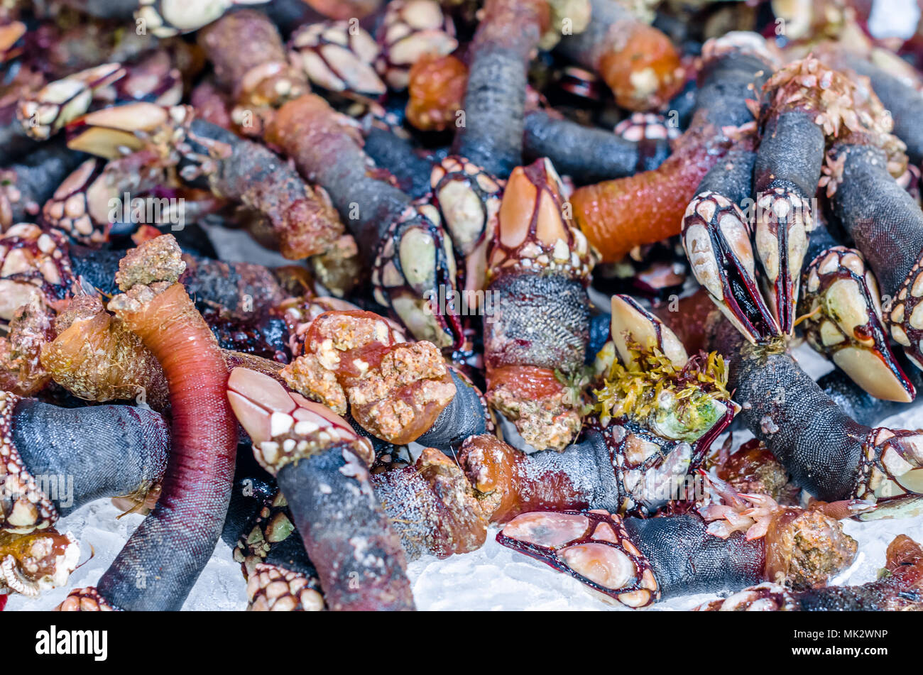 Goose barnacles at a seafood stand in the market Stock Photo - Alamy
