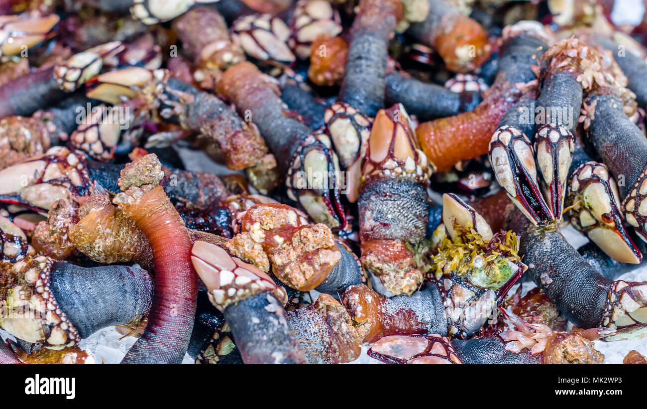 Percebes gooseneck barnacles seafood hi-res stock photography and ...