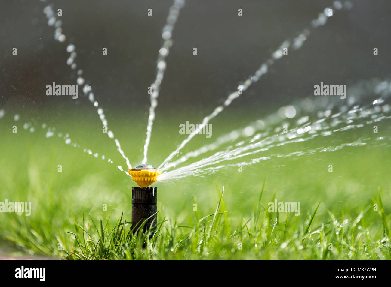 Automatic sprinklers watering green lawn hi-res stock photography and ...