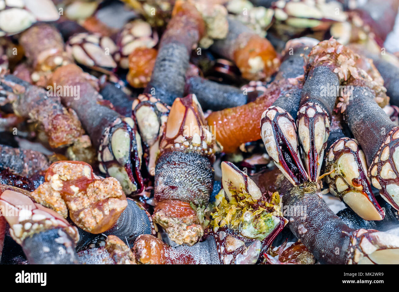 Goose barnacles at a seafood stand in the market Stock Photo - Alamy