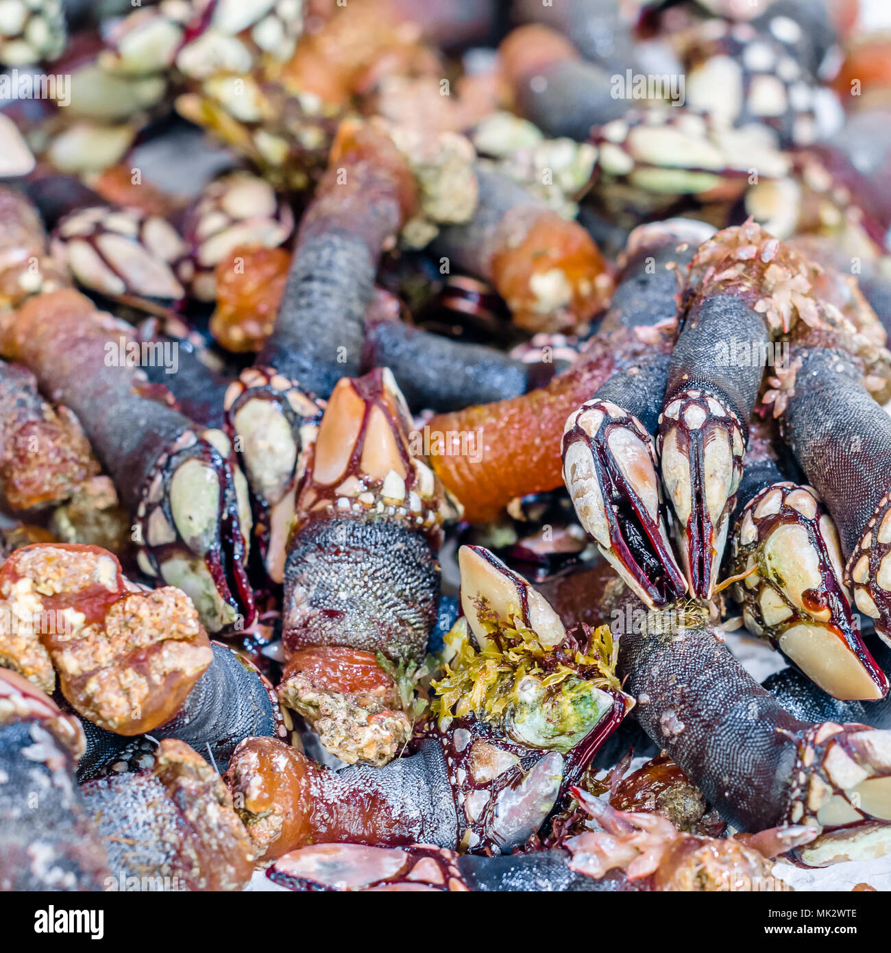 Goose barnacles at a seafood stand in the market Stock Photo - Alamy