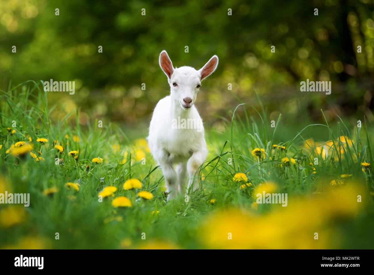 Goat eating grass flowers hi-res stock photography and images - Alamy