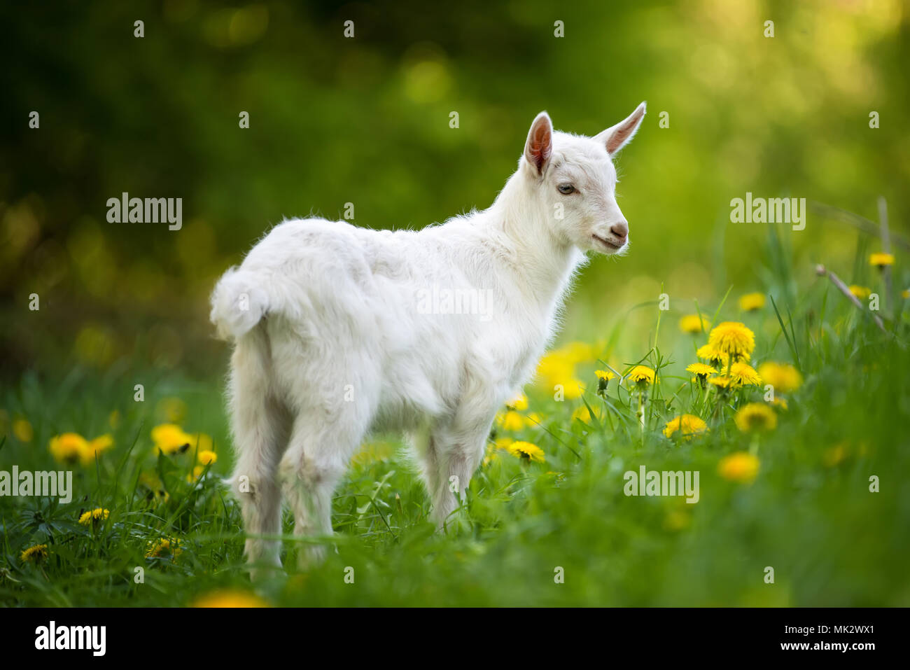 White baby goat standing on green grass with yellow flowers Stock Photo ...