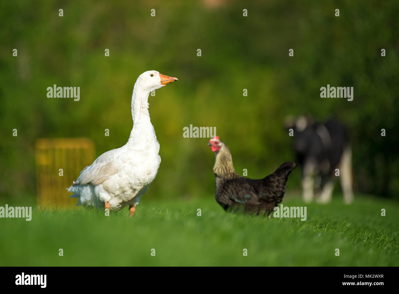 White goose, chicken and cow on spring green grass Stock Photo - Alamy