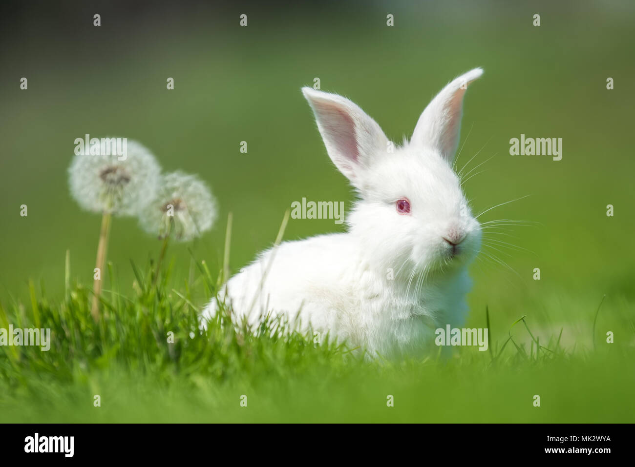 Little white rabbit hi-res stock photography and images - Alamy