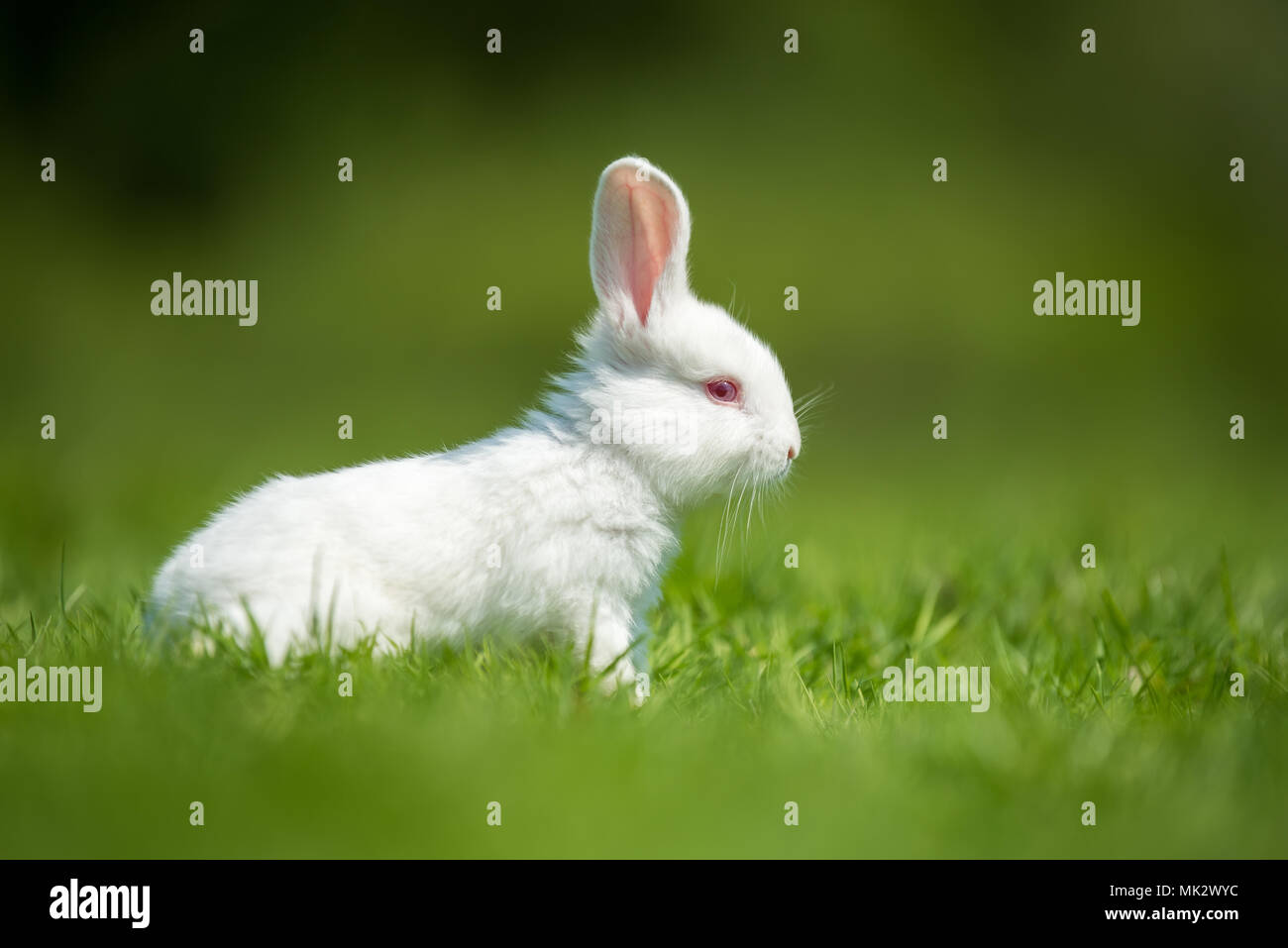 Little white rabbit on green grass in summer day Stock Photo - Alamy