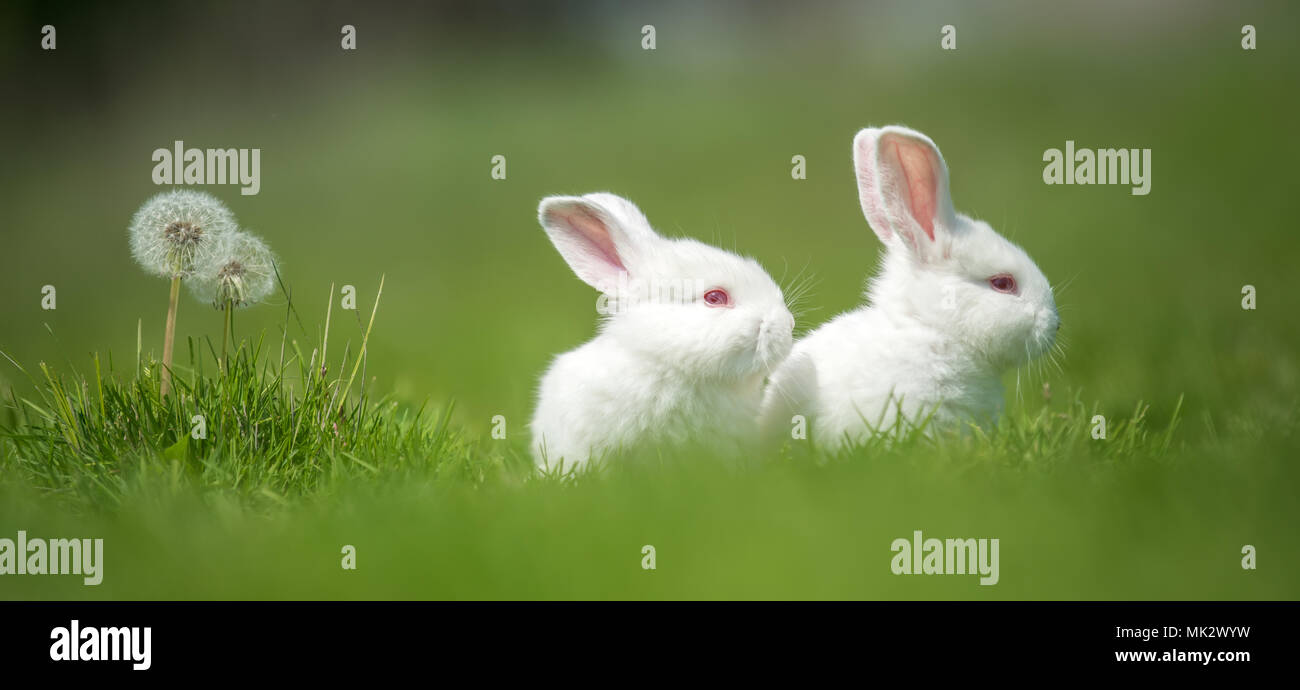 Little white rabbit on green grass in summer day Stock Photo - Alamy