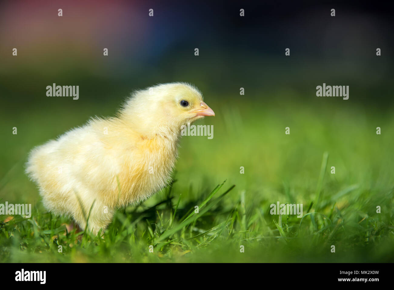 Beautiful chicken garden hi-res stock photography and images - Alamy