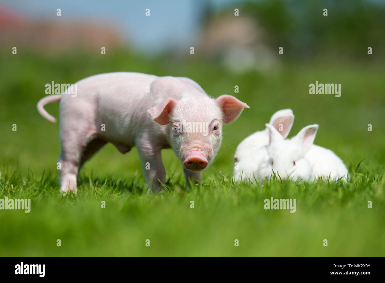 Newborn piglet and white rabbit on spring green grass on a farm Stock ...