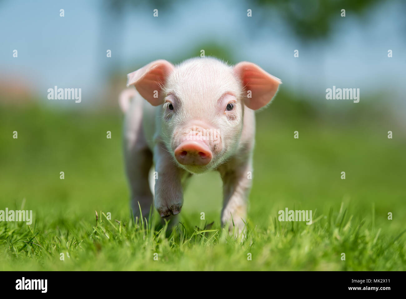 Newborn piglet on spring green grass on a farm Stock Photo - Alamy