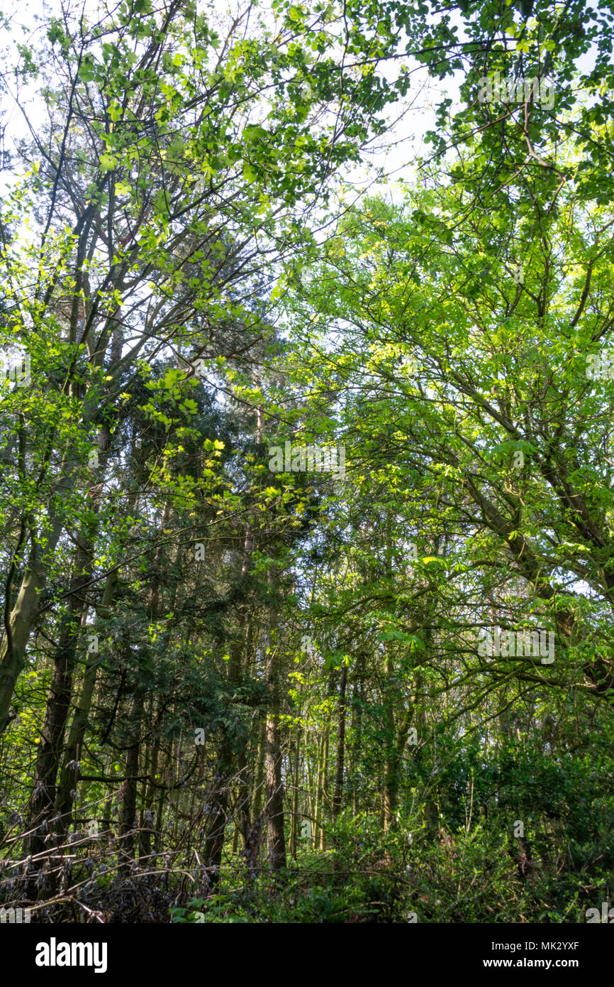 Converging trees hi-res stock photography and images - Alamy