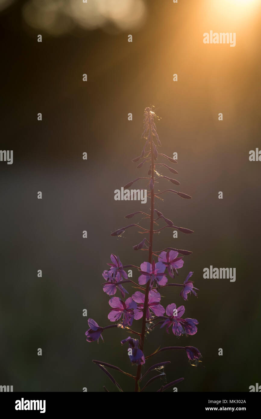 Ray of sun Stock Photo - Alamy