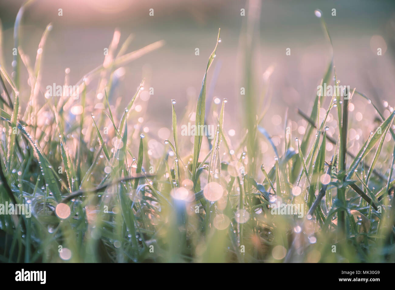 Sunrise and droplets of morning dew on grass leaves.Beautiful bokeh and ...