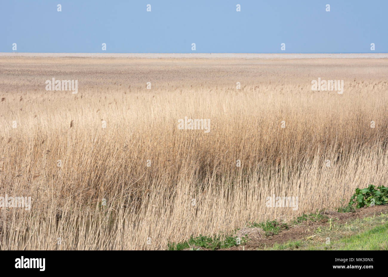 Reed marsh between Blakeney and Cley next the Sea, North Norfolk, East ...