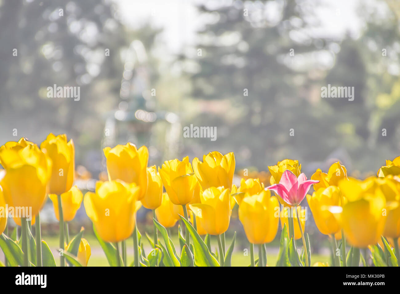 Yellow tulips flowers blossom in british park.Springtime Uk.Beautiful ...