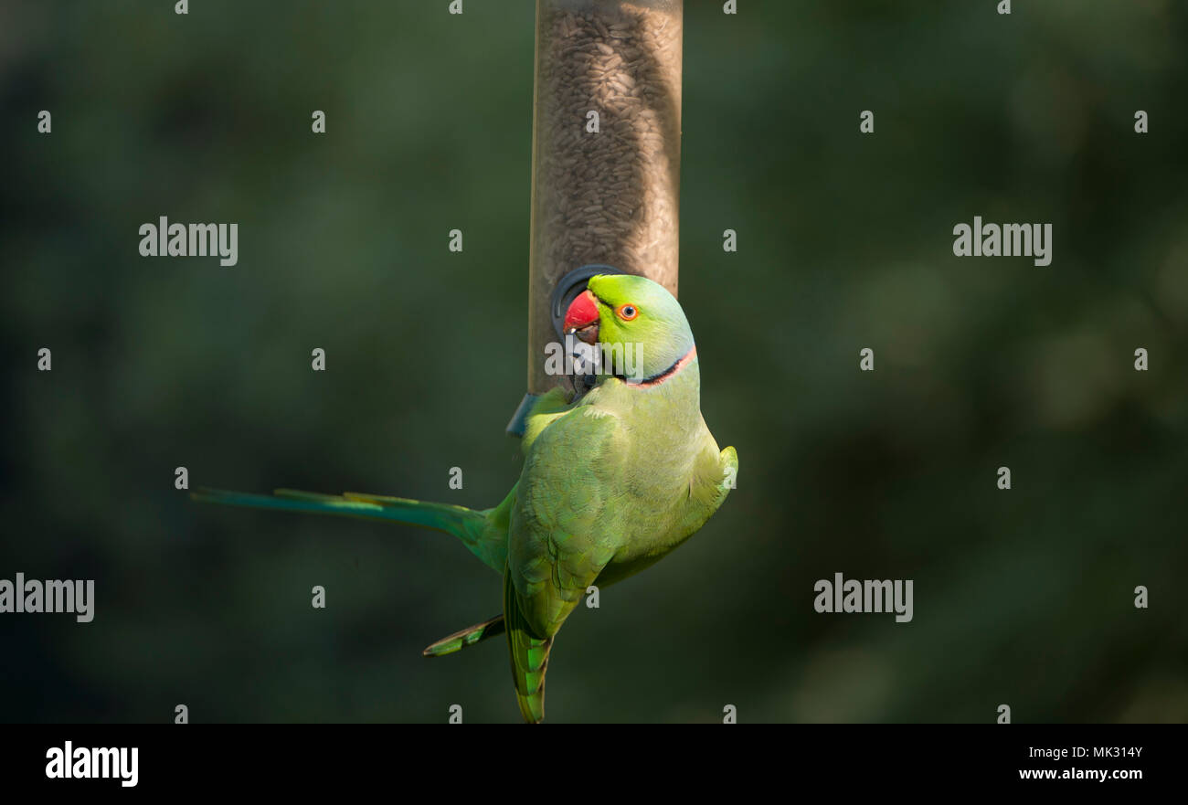 British naturalised parrot species hi-res stock photography and images ...