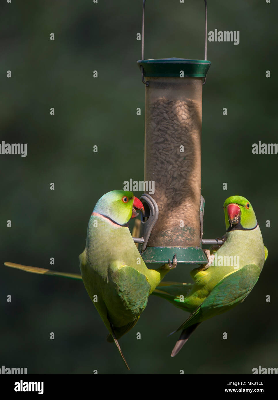 British naturalised parrot species hi-res stock photography and images ...