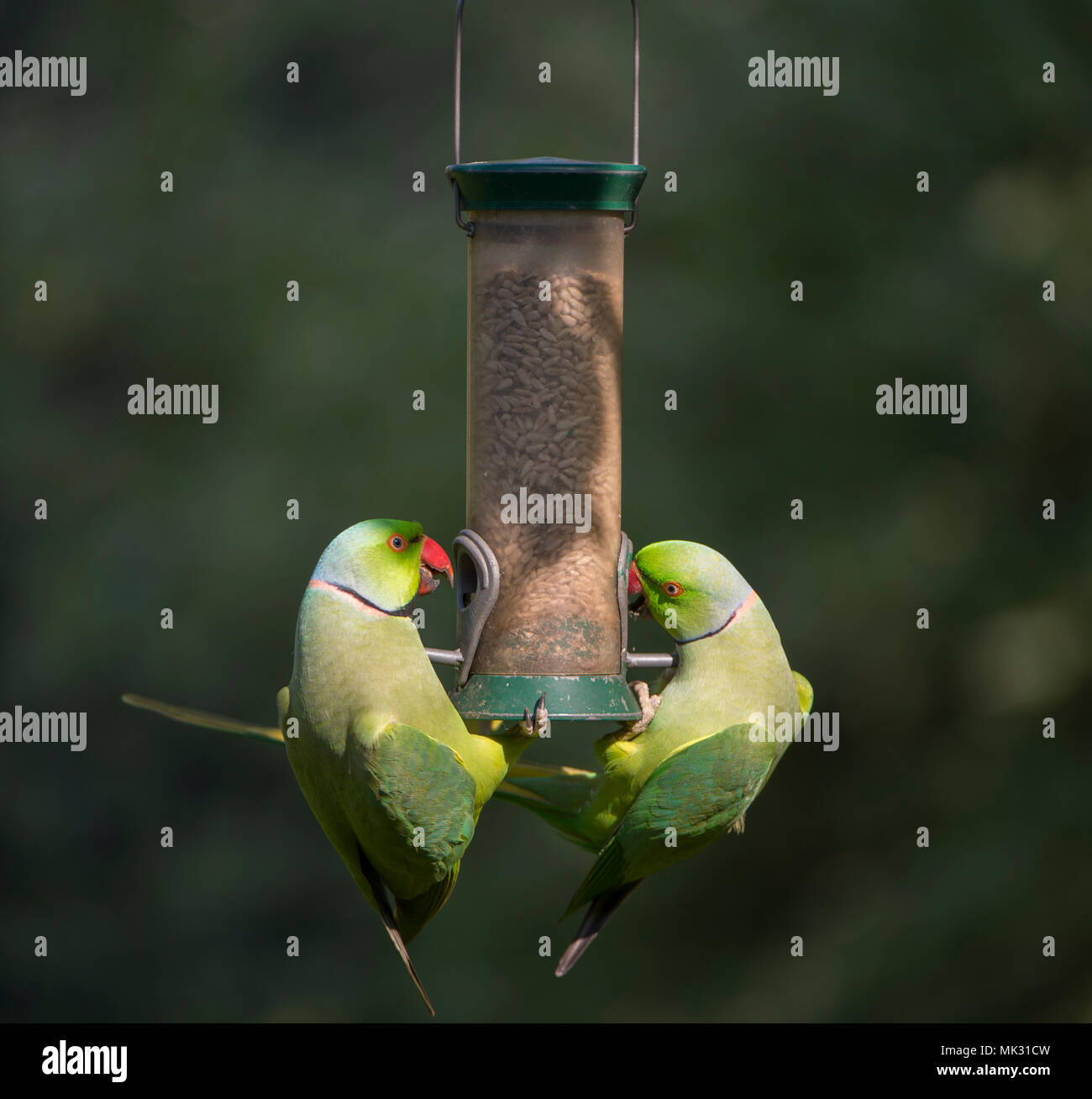 Green parakeets uk hi-res stock photography and images - Alamy