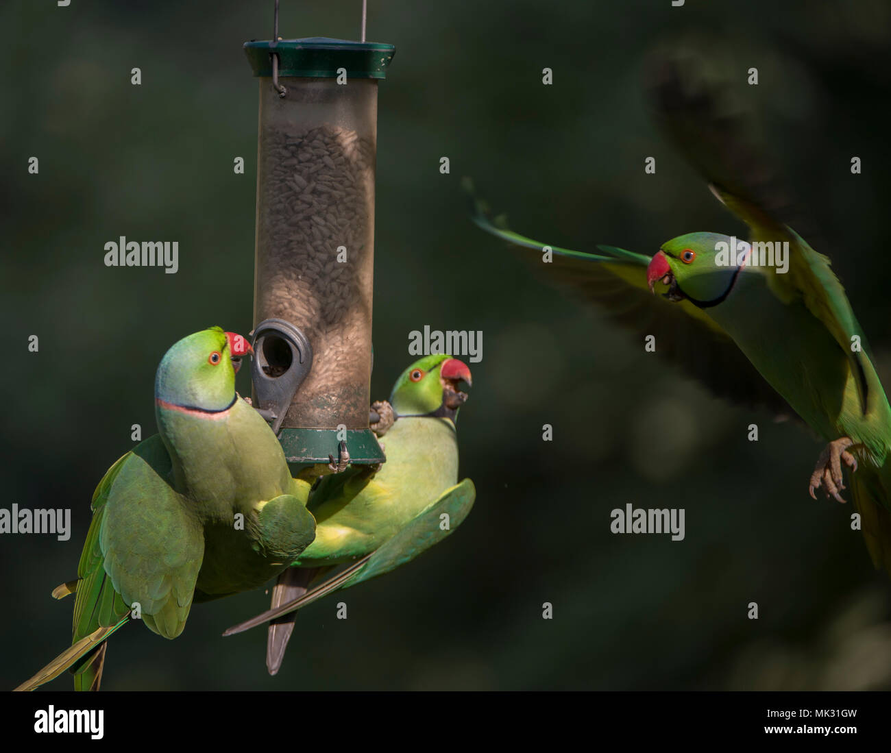 British naturalised parrot species hi-res stock photography and images ...