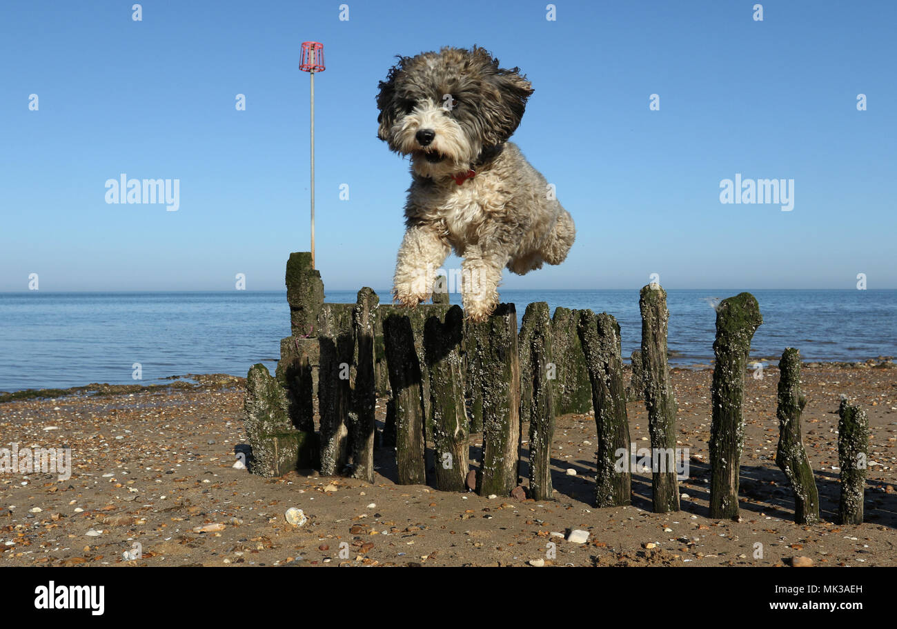 Cockerpoo jumping hi-res stock photography and images - Alamy