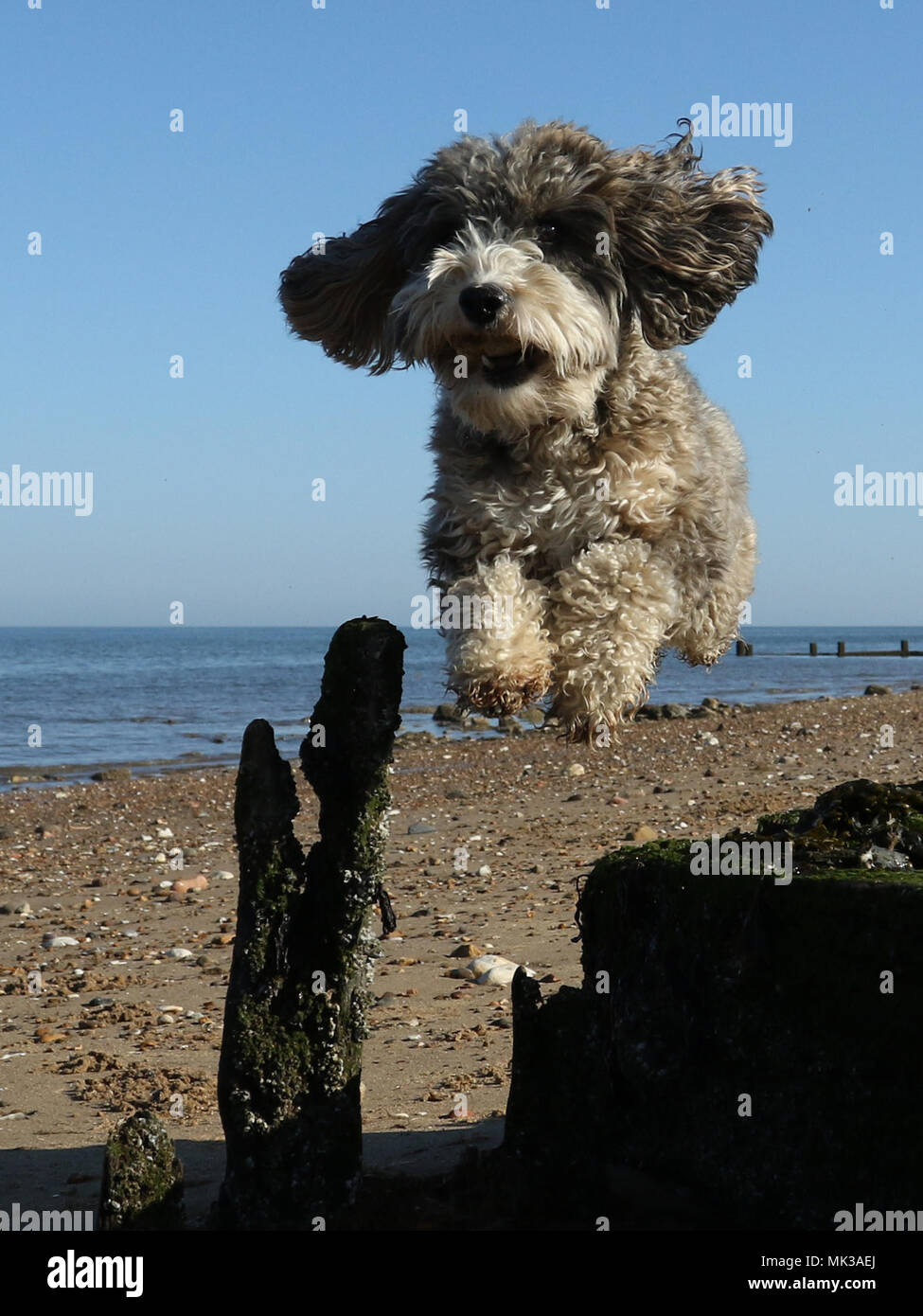 Cockerpoo jumping hi-res stock photography and images - Alamy