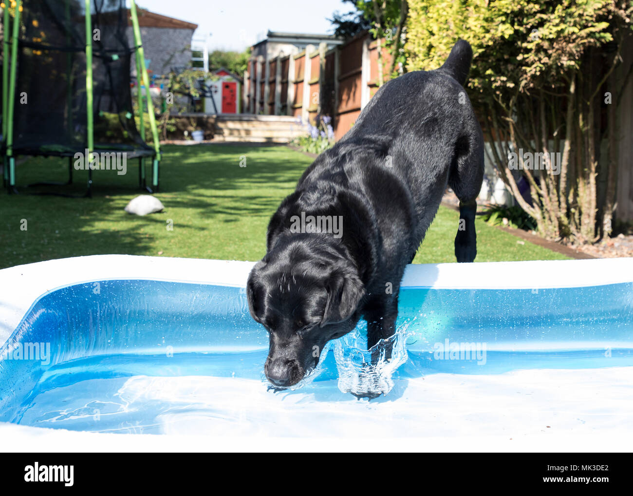 Can Labrador Live In Hot Weather