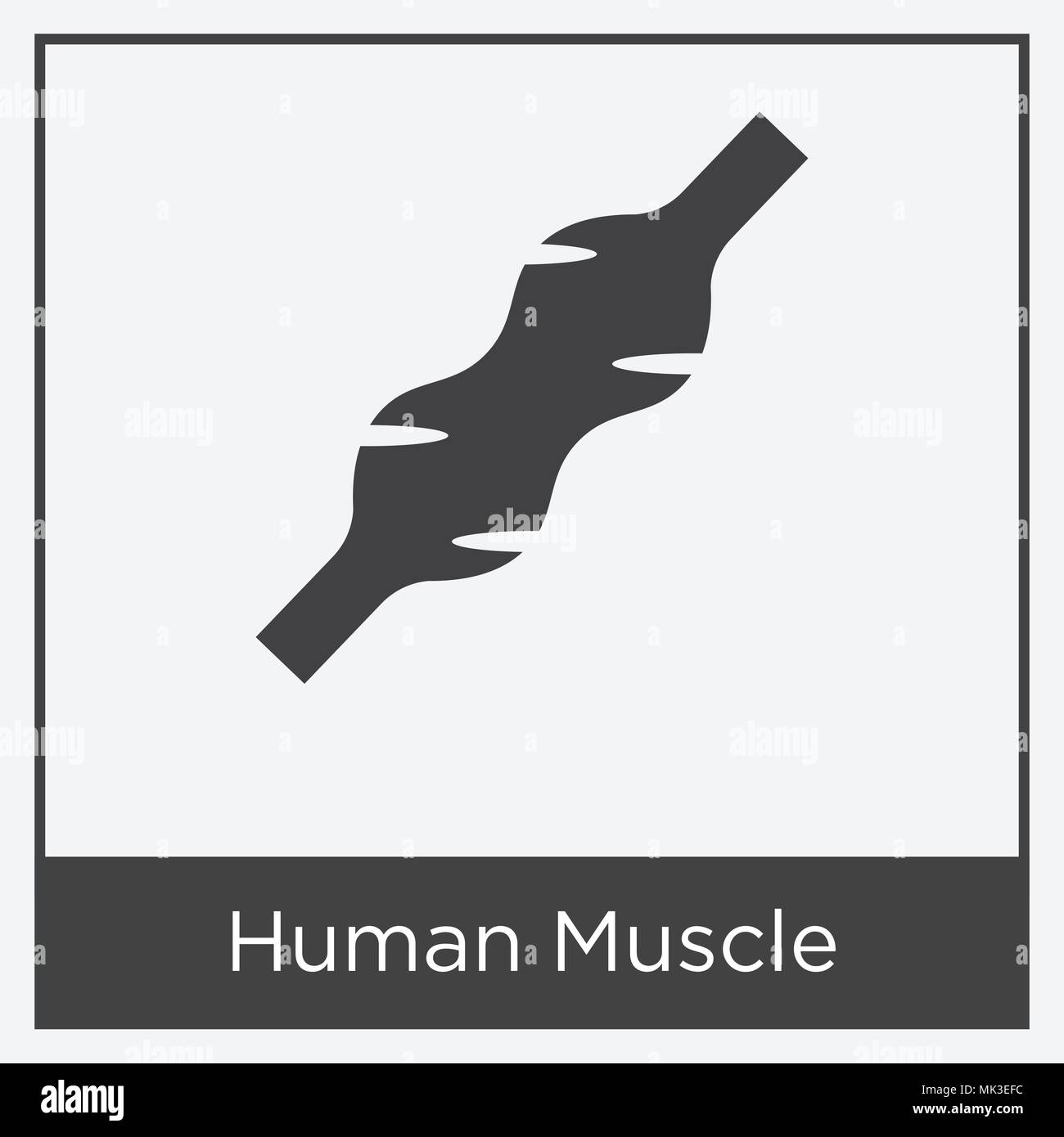 Human Muscle icon isolated on white background with gray frame, sign ...