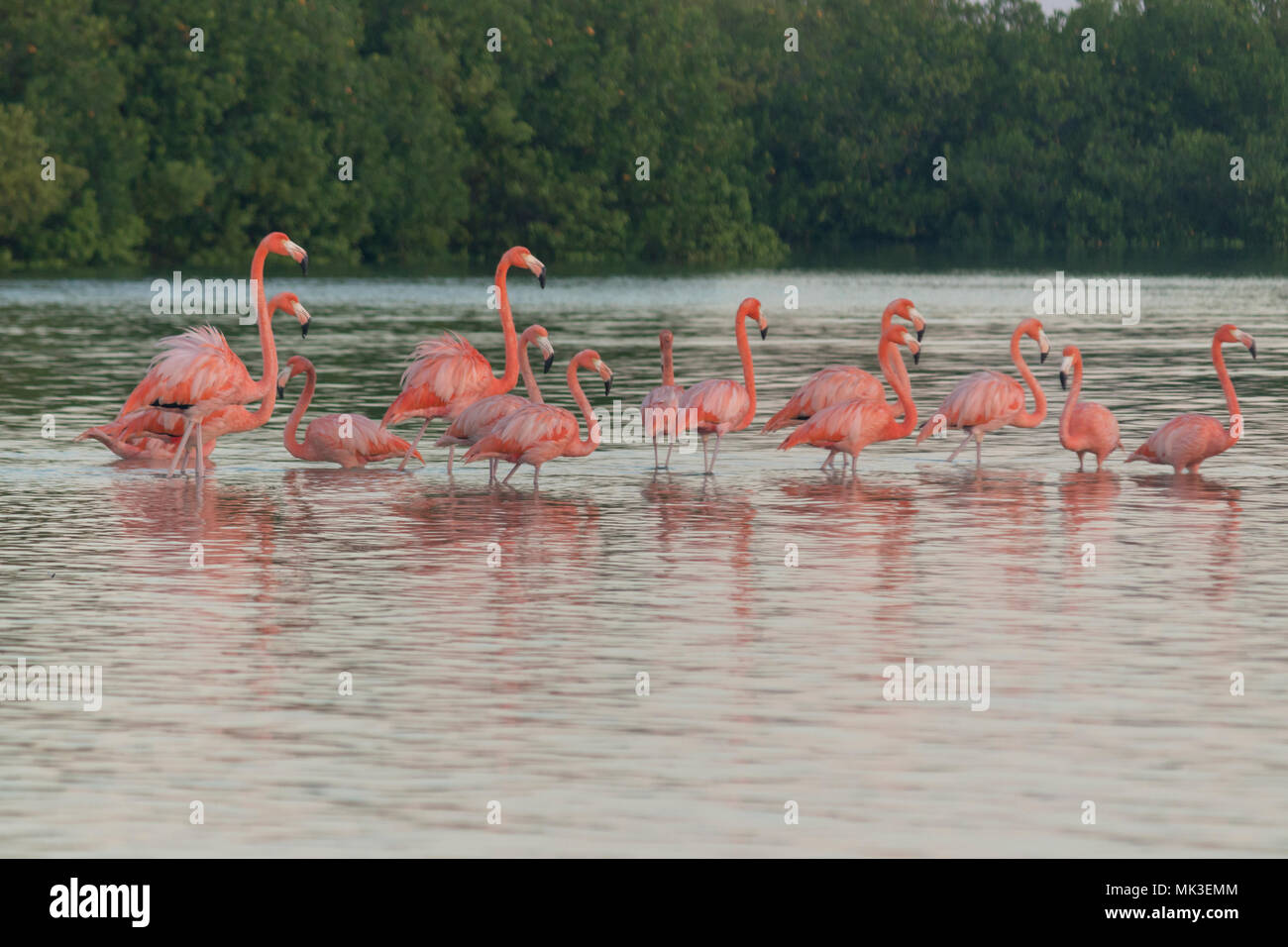 Pink flamingos family at dawn. Pink flamingoes gather at dawn before ...